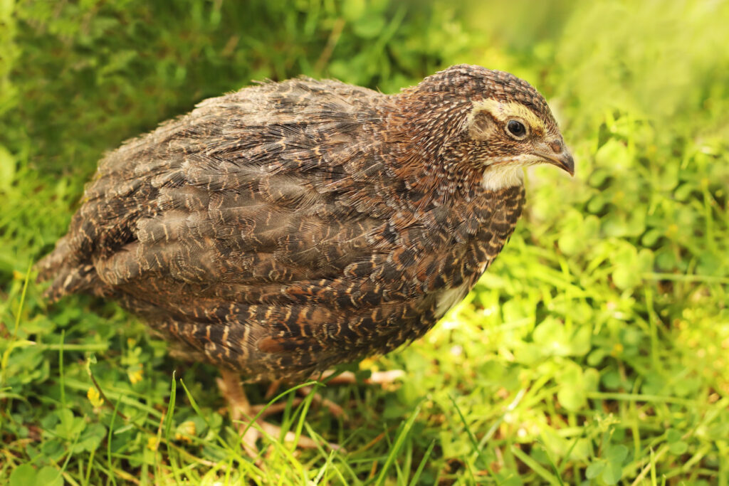 Poultry Hybrids - Backyard Poultry